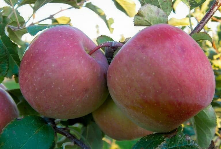 Discover The Incredible Health Benefits Of Fuji Apples - Tidbits Of ...