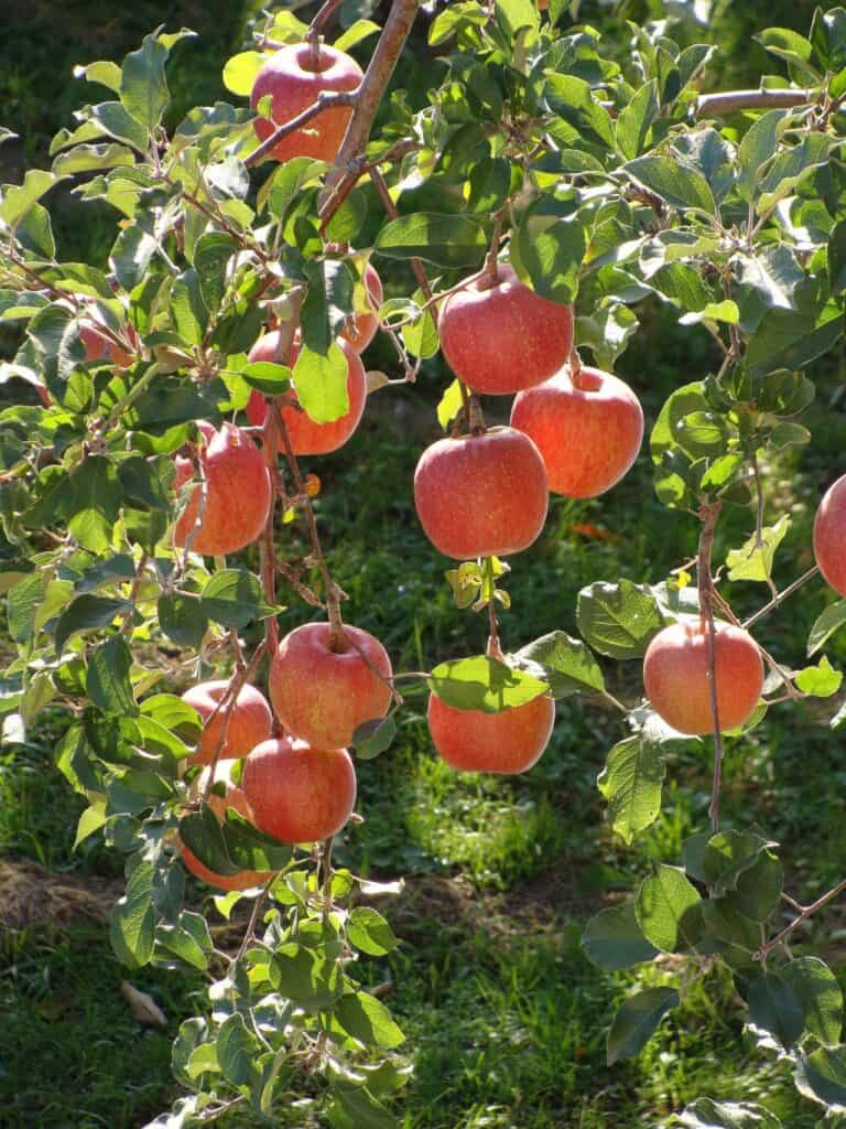 Discover The Incredible Health Benefits Of Fuji Apples