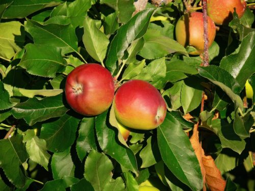 Fuji Vs Gala Apples: How Are They Different? - Tidbits Of Experience