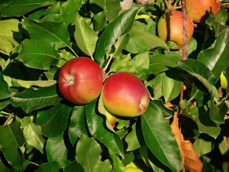 Fuji Vs Gala Apples: How Are They Different? - Tidbits Of Experience
