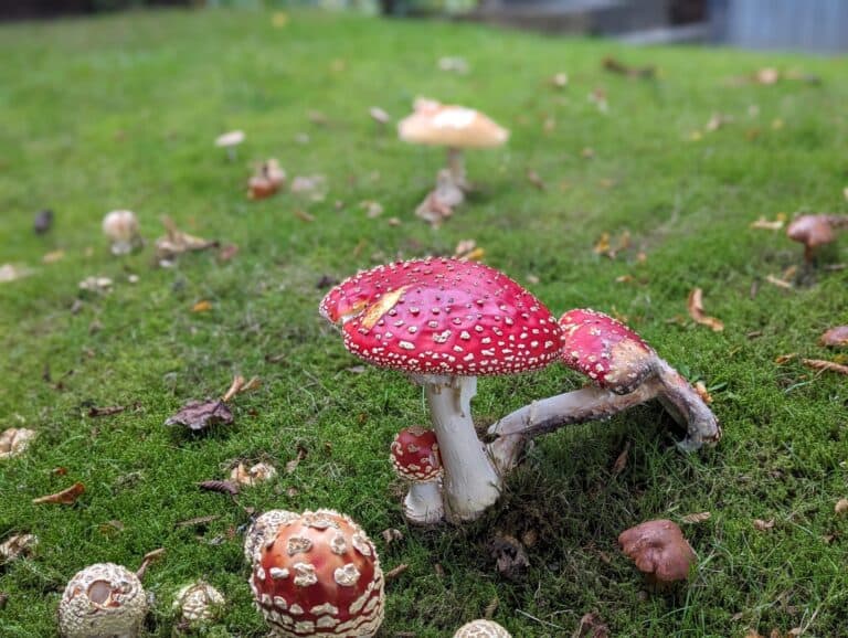 Revealing The Enchantment: The Healing Powers Of Psychedelic Fungi ...
